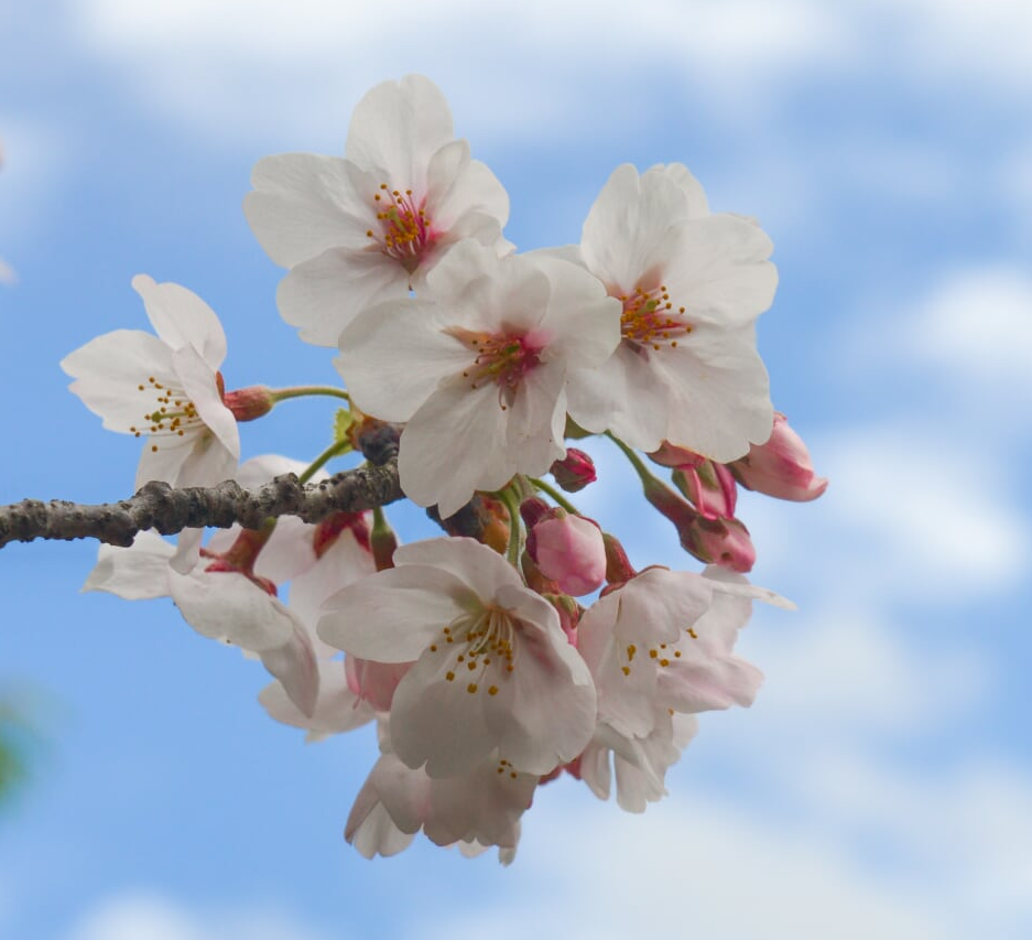 Yoyogi Park: Perfect for hanami | My Nihon