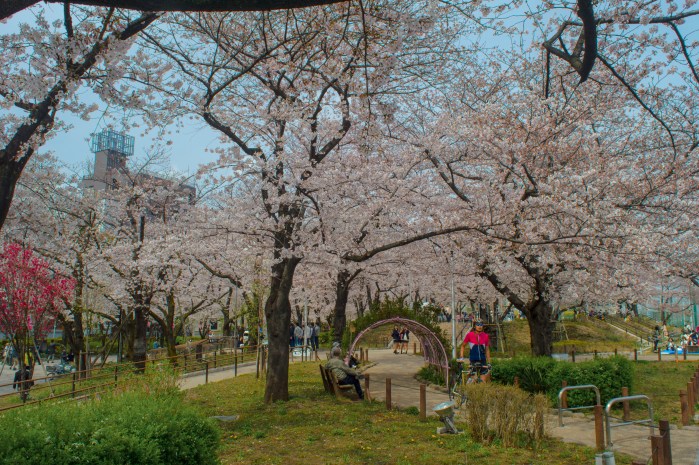 A walking tour of cherry blossom in Tokyo | My Nihon