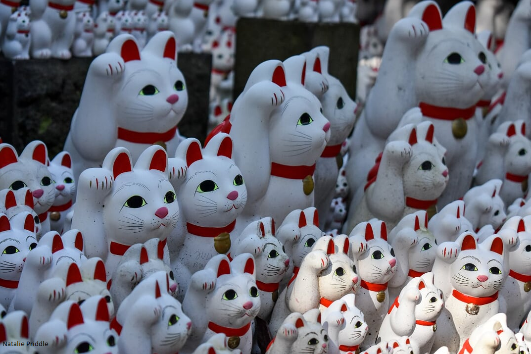 Japan 2019 Day 14: Tokyo's Cat Temple Gotokuji | My Nihon
