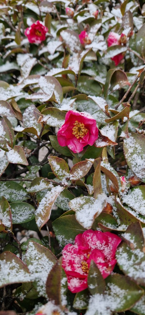 Japan 2023 Winter Day 10: Tokyo to Nagano – Daruma & Snow | My Nihon